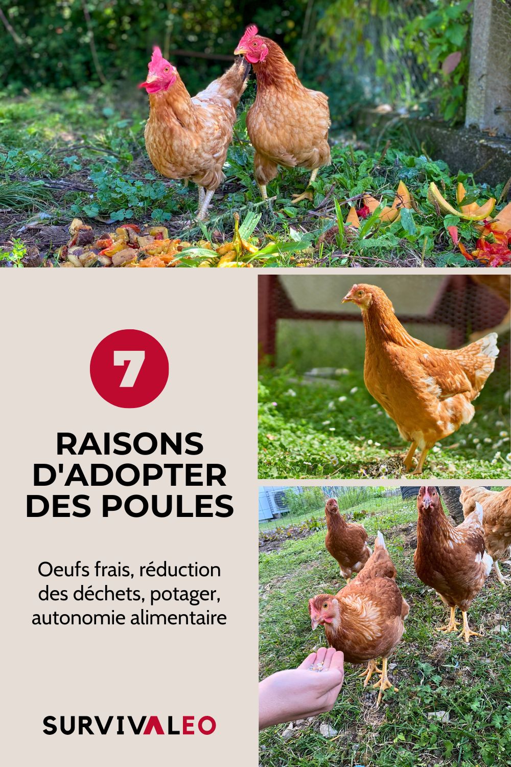 7 Avantages à élever des poules : Vers une vie plus autonome