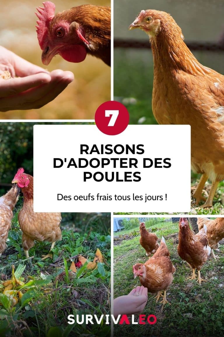 7 Avantages à élever des poules : Vers une vie plus autonome