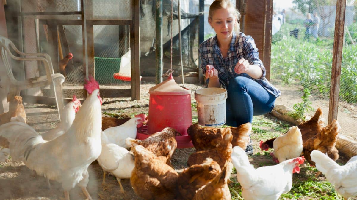 Guide 2025 : Tout savoir sur l'alimentation des poules pondeuses