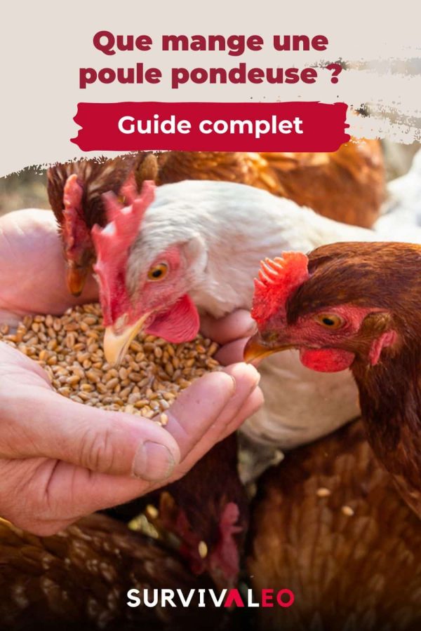 Guide 2025 : Tout savoir sur l'alimentation des poules pondeuses