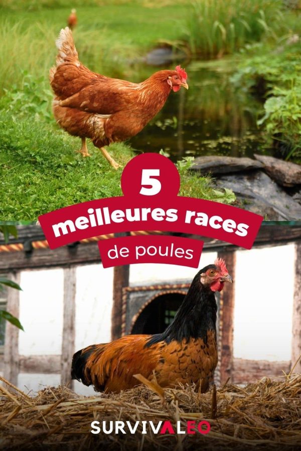 Top 5 des meilleures poules pondeuses ultra-rentables